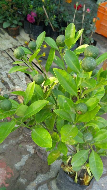 Indian Green Land Narangi Fruit Plant 1 Live Healthy Plant with pot ...