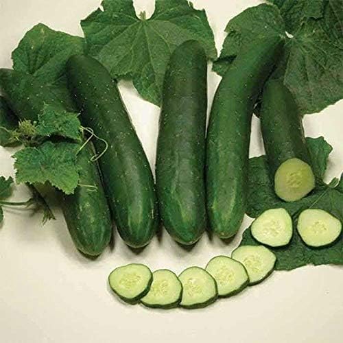 Amazon.com : Sweet Slice Hybrid Cucumber Seeds - mild Flavor and no ...