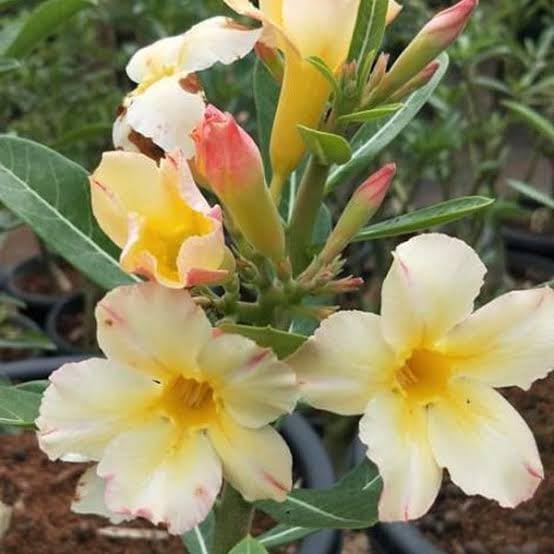 BISWAS PLANTS HOUSE' Yellow Adenium Flower Live Plant (indoor/outdoor ...