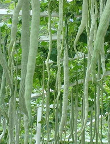 Snake Gourd Seeds, Organic Vegitable Seeds, 10 seeds, Per Pack : Amazon ...