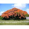 25 Semillas de Flamboyán Rojo - (Delonix Regia): Amazon.es: Jardín