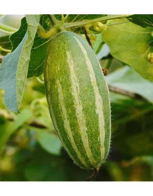 SeeGreen, Deshi Parwal vegetable Live Plant Male & Female Pack of 3 ...