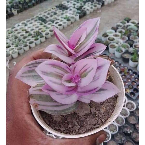 Pink lady plant with pot for Mini-Park Pack of 1 : Amazon.in: Garden ...