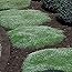 Amazon.com : Outsidepride Irish Moss Ground Cover Plant Seed - 5000 ...