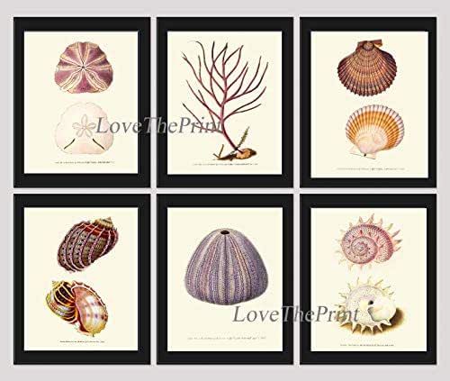 Amazon.com: Seashells Coastal Wall Art Print set of 6 Prints Coral Sea ...