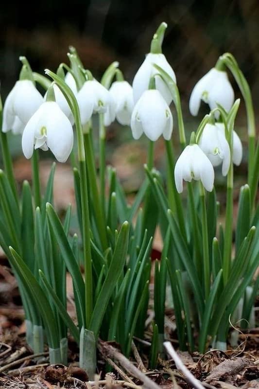 Siddhi Vinayak Gallery® Snowdrop Flower Bulbs Imported and Hybrid ...