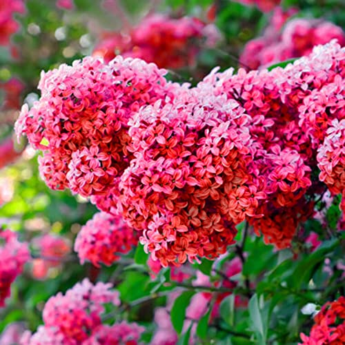 Comment planter du lilas de Perse ? - Tout Jardin Direct