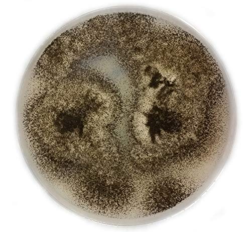 Buy EZ BioResearch Potato Dextrose Agar (PDA) Plates for Mushroom ...