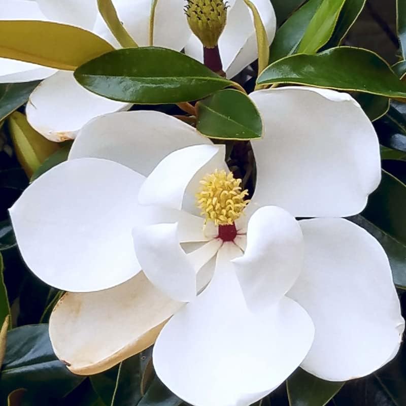 Amazon.com : Sweetbay Magnolia Tree Live Plant, White Magnolia Flowers ...
