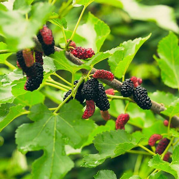 INGLIS PLANTOPIA Black Mulberry,Morus nigra,shatut plant : Amazon.in ...