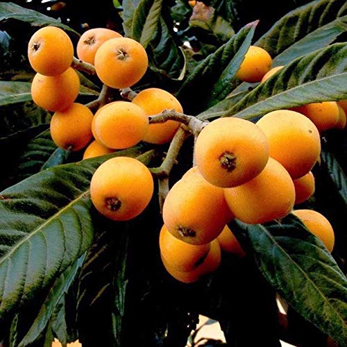ARLO Rare Loquat Fruit Japanese medlar/Plum Eriobotrya japonica (1 ...