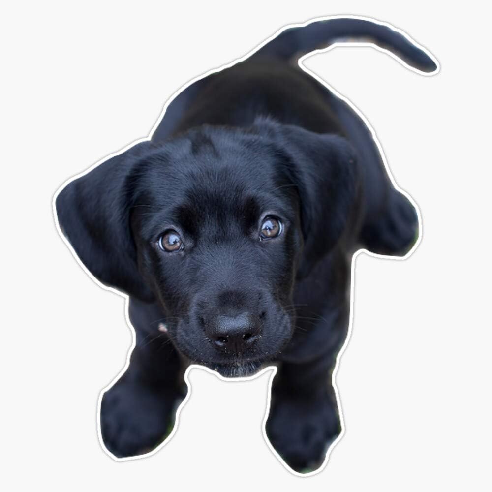 Amazon.com - Indi The Black Labrador Vinyl Waterproof Sticker Decal Car ...