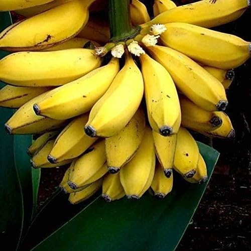 Guruji Plantation Live Patakapura Rasthali Banana Delicious Variety ...