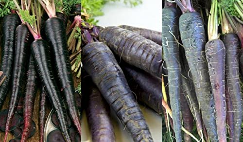 Golden Hills Farm Black Carrot Seed-Kaali Gajar Beej 300-328 seeds ...