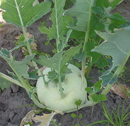Ganth Gobi - Kohlrabi F1 Hybrid Vegetable Seeds Multi-Qty Packs (50 ...