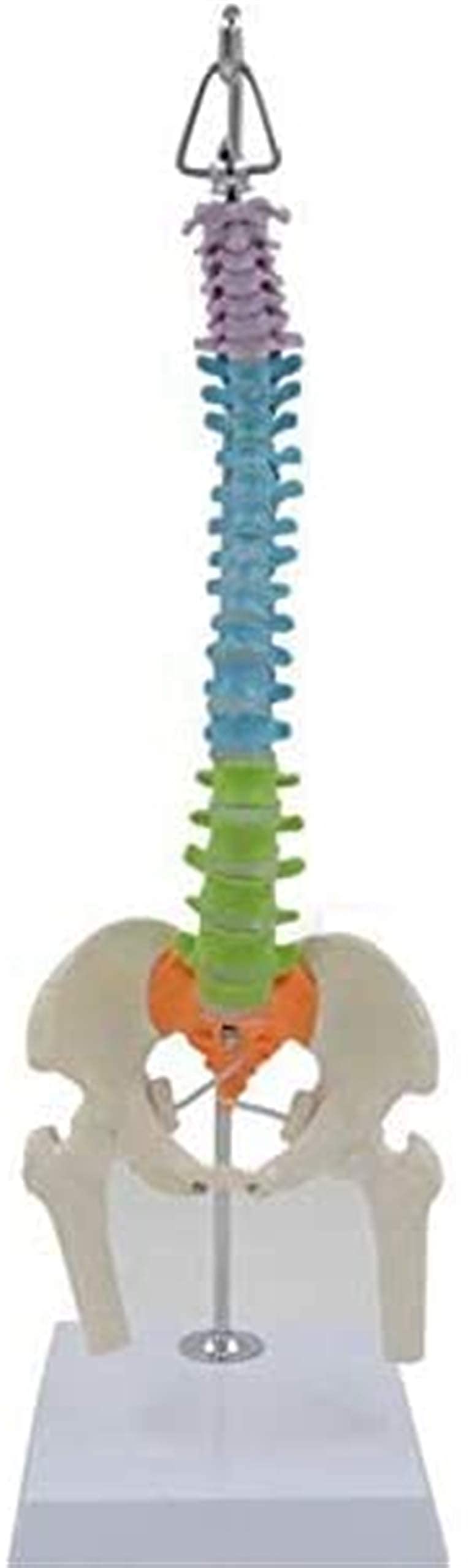 Buy Study Model Color Human Spine Model - 45Cm Human Spine With Pelvis ...