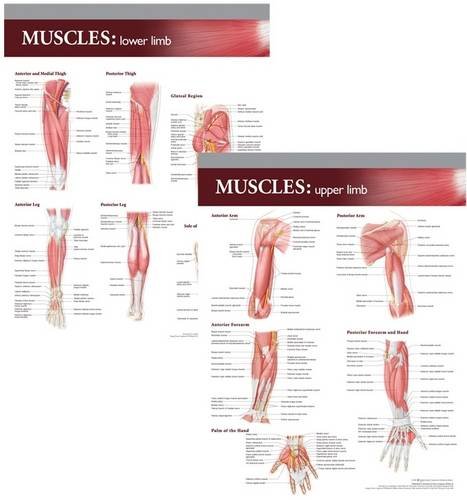 Lippincott Williams & Wilkins Atlas of Anatomy Musculature Chart Set ...