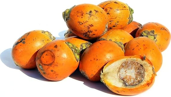 Hybrid Betel Nut Areca Nut Palm Supari Tree Live Plant Original Variety ...