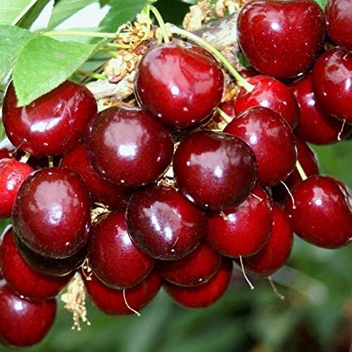 Sunburst selbstfruchtbar Süßkirsche Kirschbaum Kirsche Buschbaum ca ...