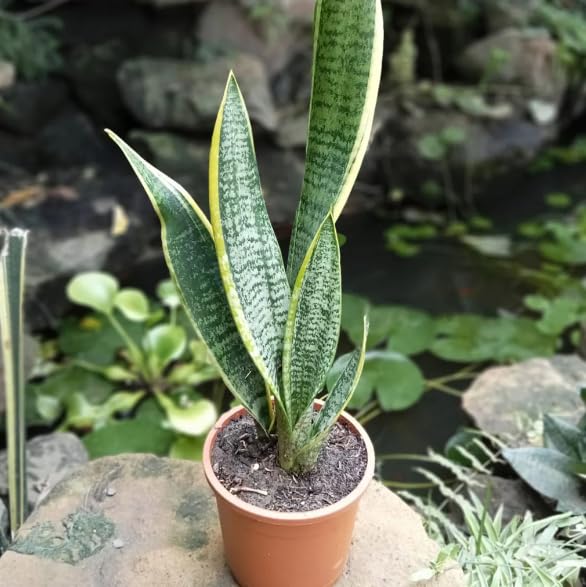 GREEN PLANET POINT SNAKE PLANT/GOOD LUCK SNAKE PLANT : Amazon.in ...