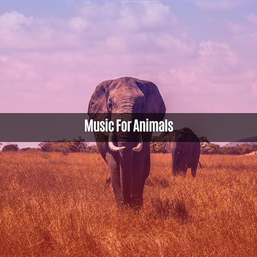 Amazon.co.jp: MUSIC FOR ANIMALS : VARIOUS ARTISTS: デジタルミュージック