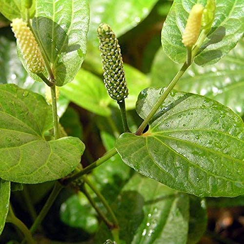 VANATHI HERBS & LIVE PLANTS Pipul, Long Pepper, Pipli Plant : Amazon.in ...