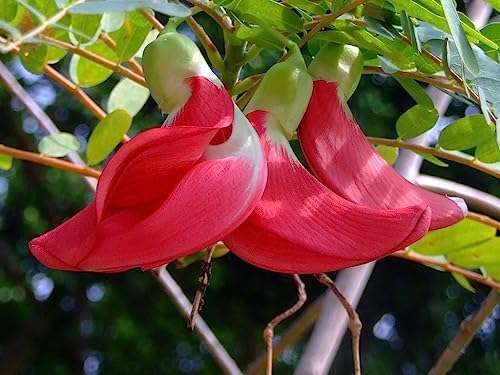 GOLDEN GLOW Red Agathi Keerai Sesbania grandiflora West Indian Pea ...