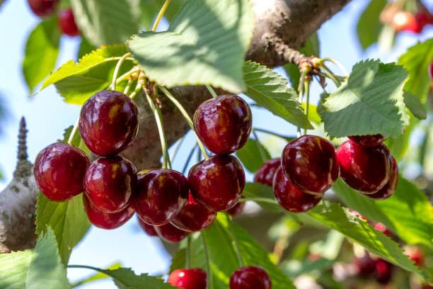 Organic Sweet Cherry Fruit Live Plant Grafted | Red Barbados Cherry ...