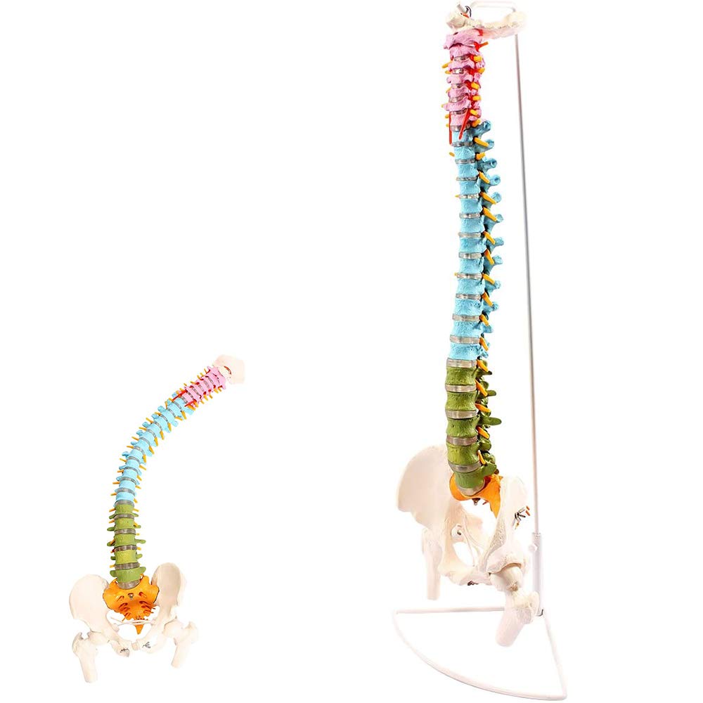 Buy Human Spine Skeleton Model, Color Spine Model Skeletal Model, Human ...