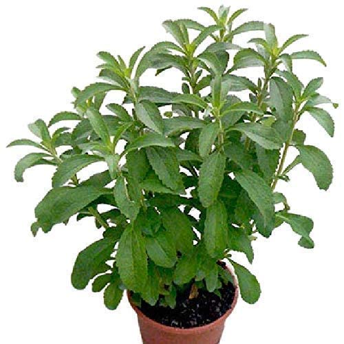 Gurveplantationi® - Live Tulsi/Vishnu Tulsi/Holy Basil Herbal Plant for ...