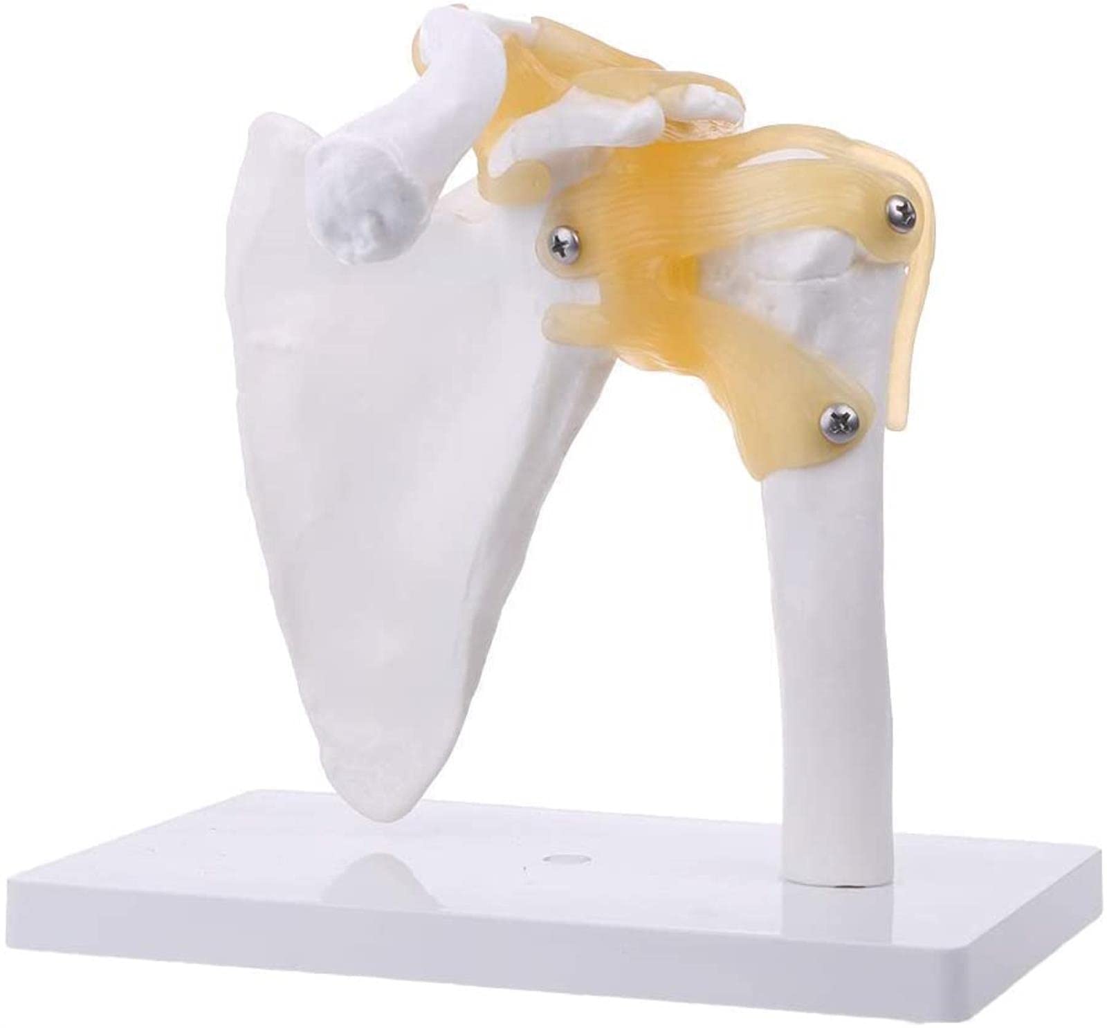 Buy Shoulder Model with Ligaments, Human Anatomy Skeleton Shoulder ...