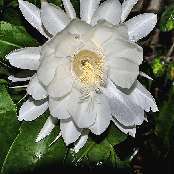 Mphmi Seedless Plant White Flower Plants Brahma Kamal, Epiphyllum ...