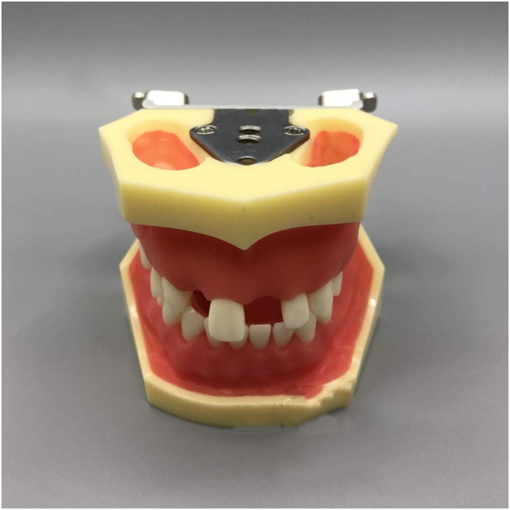 Buy FHUILI Maxillary Mandibular Sinus Im Practice Model - Dental Teeth ...