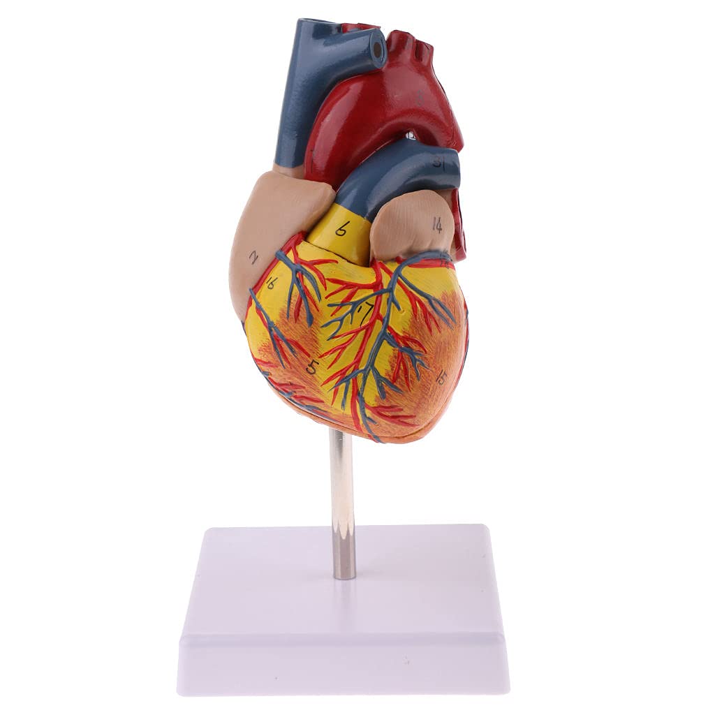 Buy B Blesiya 1: 1 Life Size Human Heart Model Anatomy Heart Model ...