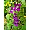 Amazon.com : 100 Climbing Snapdragon Seeds (Purple) Perennial Flowers ...