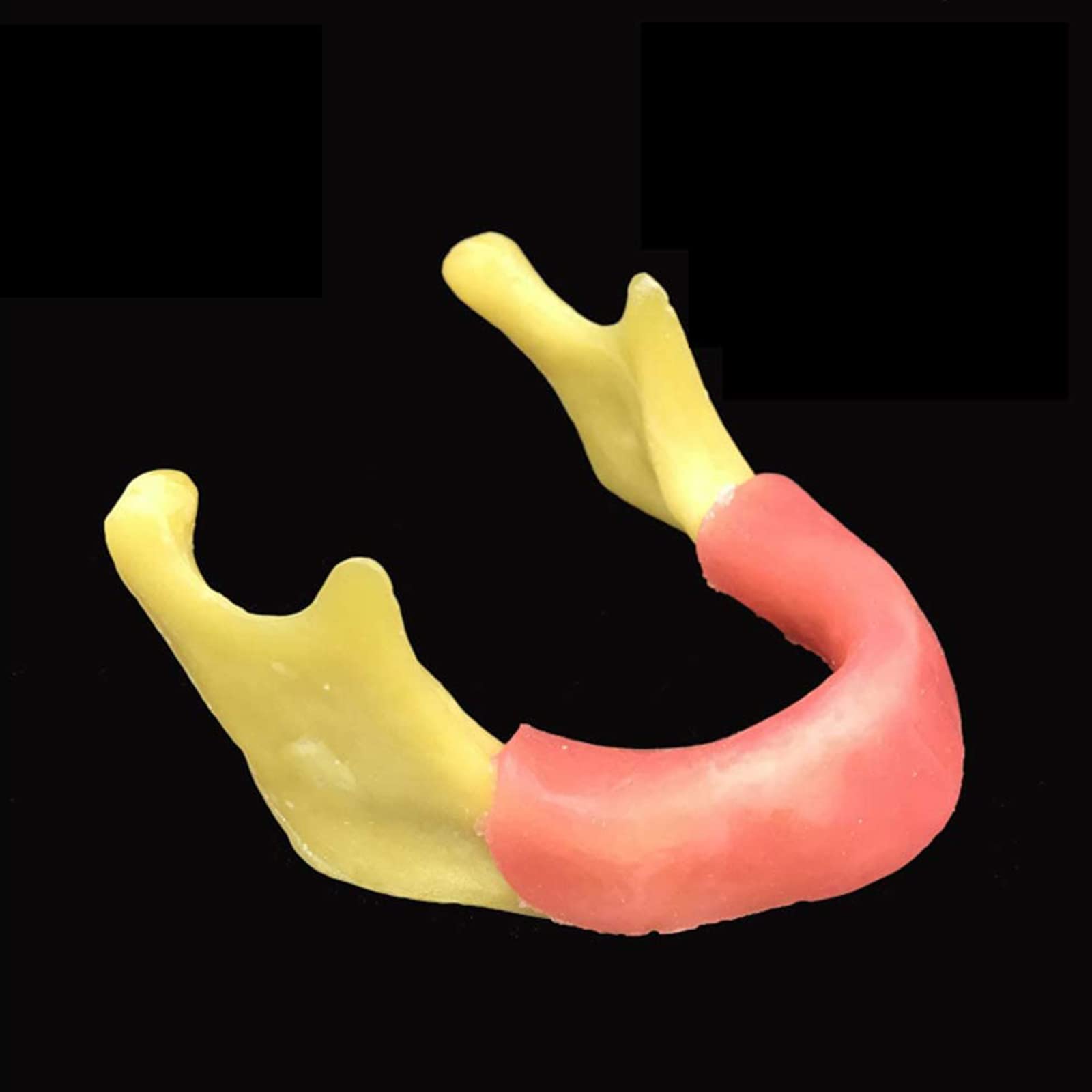 Buy Dental Lower Jaw Teeth Study Model - Anatomically Mandible Training ...