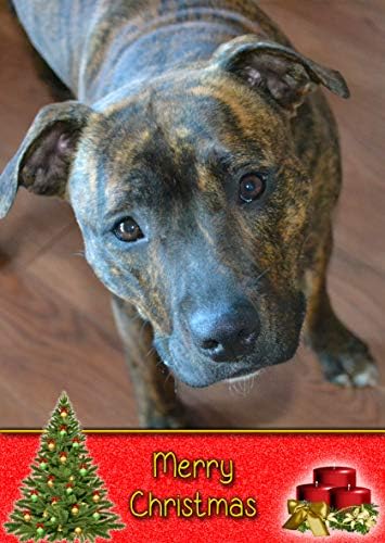 Staffie/Staffordshire Bull Terrier Dog Christmas Card 'Merry Christmas ...