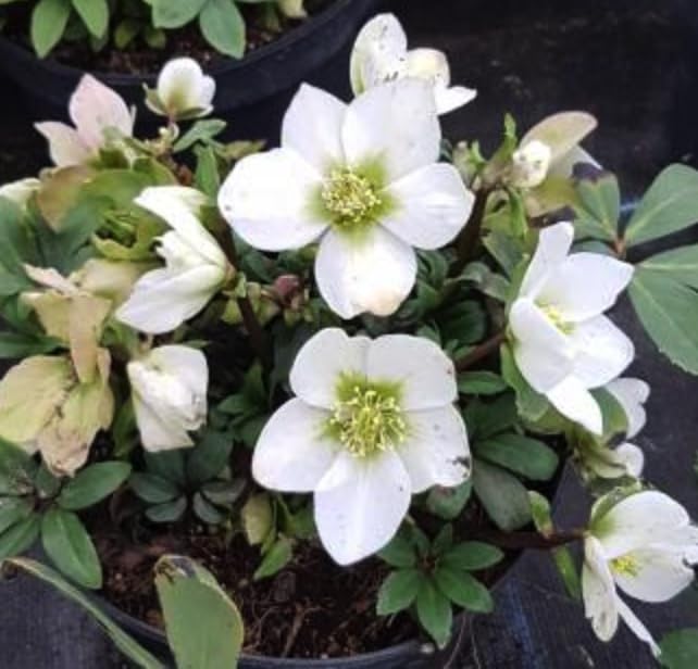 Amazon.com : Hellebore Wedding Bells Lenten Rose Perennial. Super ...