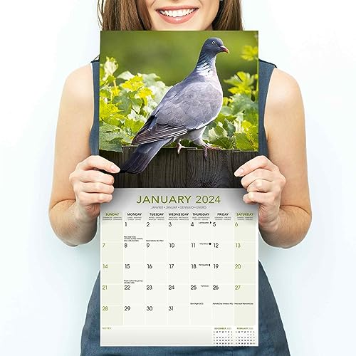 Snapklik.com : 2023 2024 Pigeons - Bird Watcher Monthly Wall Calendar ...