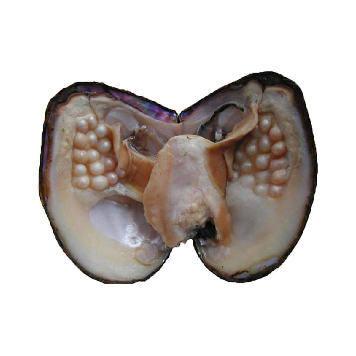 Amazon.com: Comeon 1PC Oyster Pearls Freshwater Cultured Pearl Beads ...