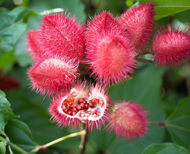 Original sindoor seed, 90% germination (15 seeds) : Amazon.in: Garden ...