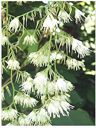 Fragrant, Flowering, Small Tree, Epaulette Tree, PTEROSTYRAX CORYMBOSA ...