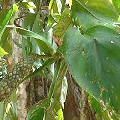 Indiana Badi pippali Gaja Pippali Long pepper Gajapipal Latpipul Gaja ...