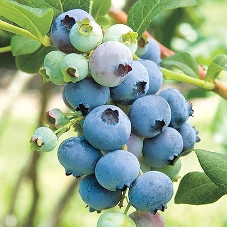 Amazon.com : Powder Blue Rabbiteye Blueberry - 1 Gallon Trade Pot, 2'ft ...