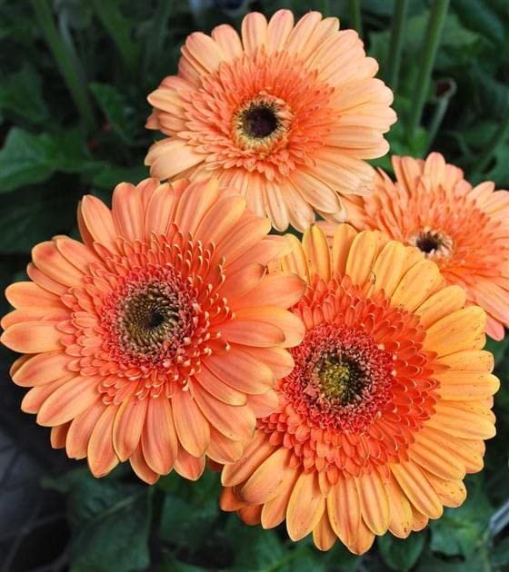 RADHA KRISHNA AGRICULTURE® Gerbera imported flower seeds for Your ...