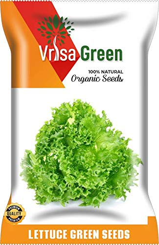 VRISA GREEN LETTUCE GREEN - SALAD PATTA SEEDS - 100 SEEDS PACK : Amazon ...