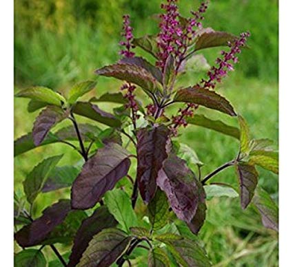 Krishna Tulsi (Black Tulsi) seeds (250gm) : Amazon.in: Health ...