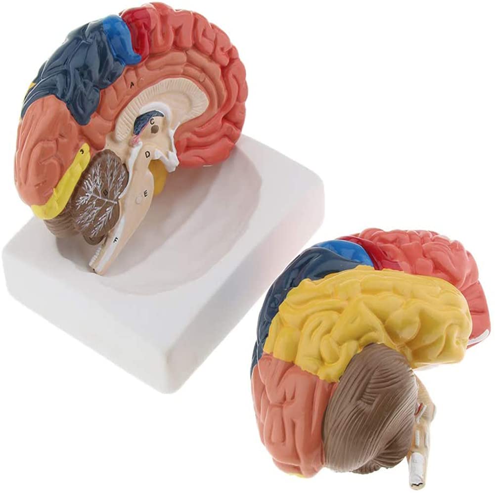 Buy Human Brain Model Disassembled Medical Anatomical Human Brain Model ...