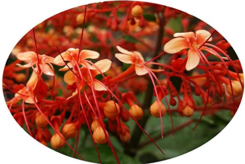 Clerodendrum inerme - How to grow & care
