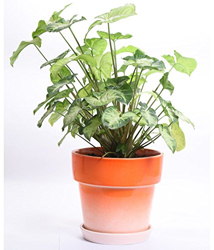 BHAJANLAL GREENERY®-Syngonium Plant : Amazon.in: Garden & Outdoors